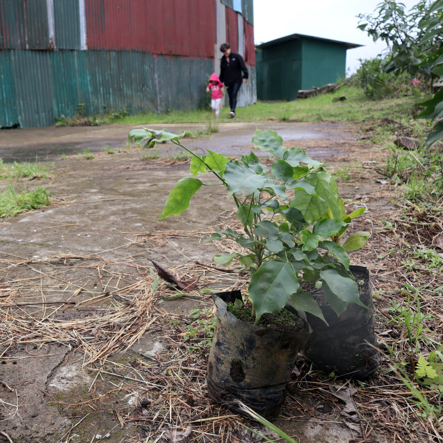 Reforestation - Monteverde Institute