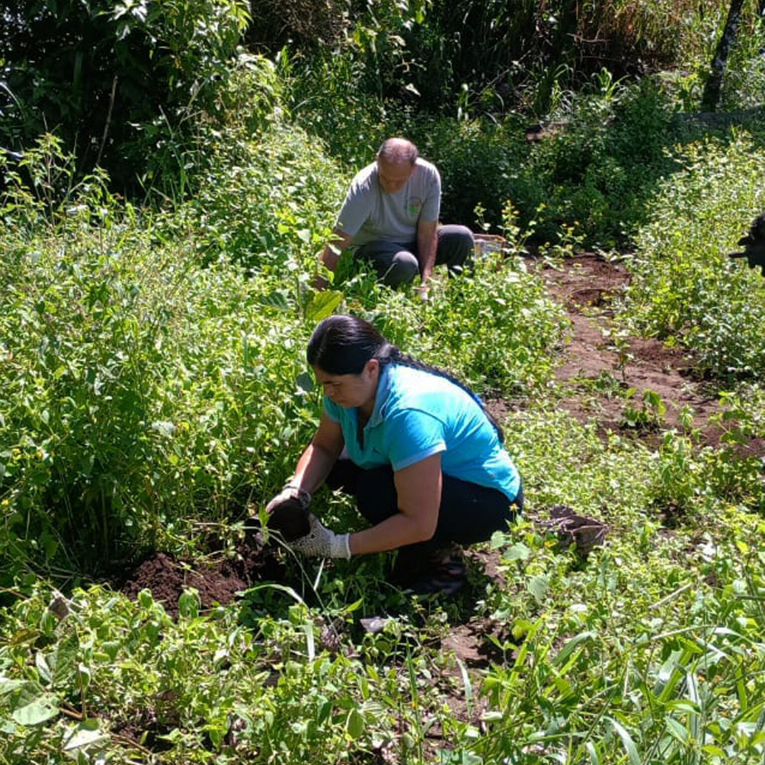 Reforestation - Monteverde Institute